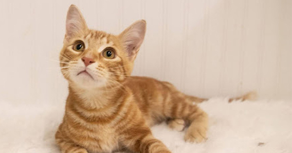 Order tickets for the Saskatoon SPCA 50/50 Raffle | Raffle Nexus